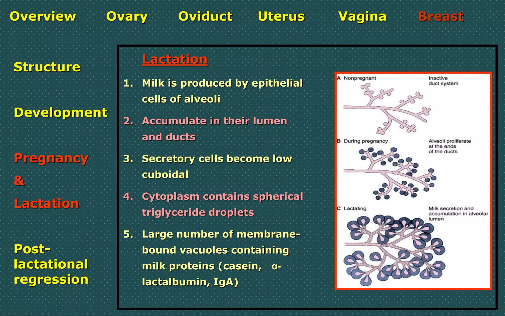 Female reproductive system | PDF
