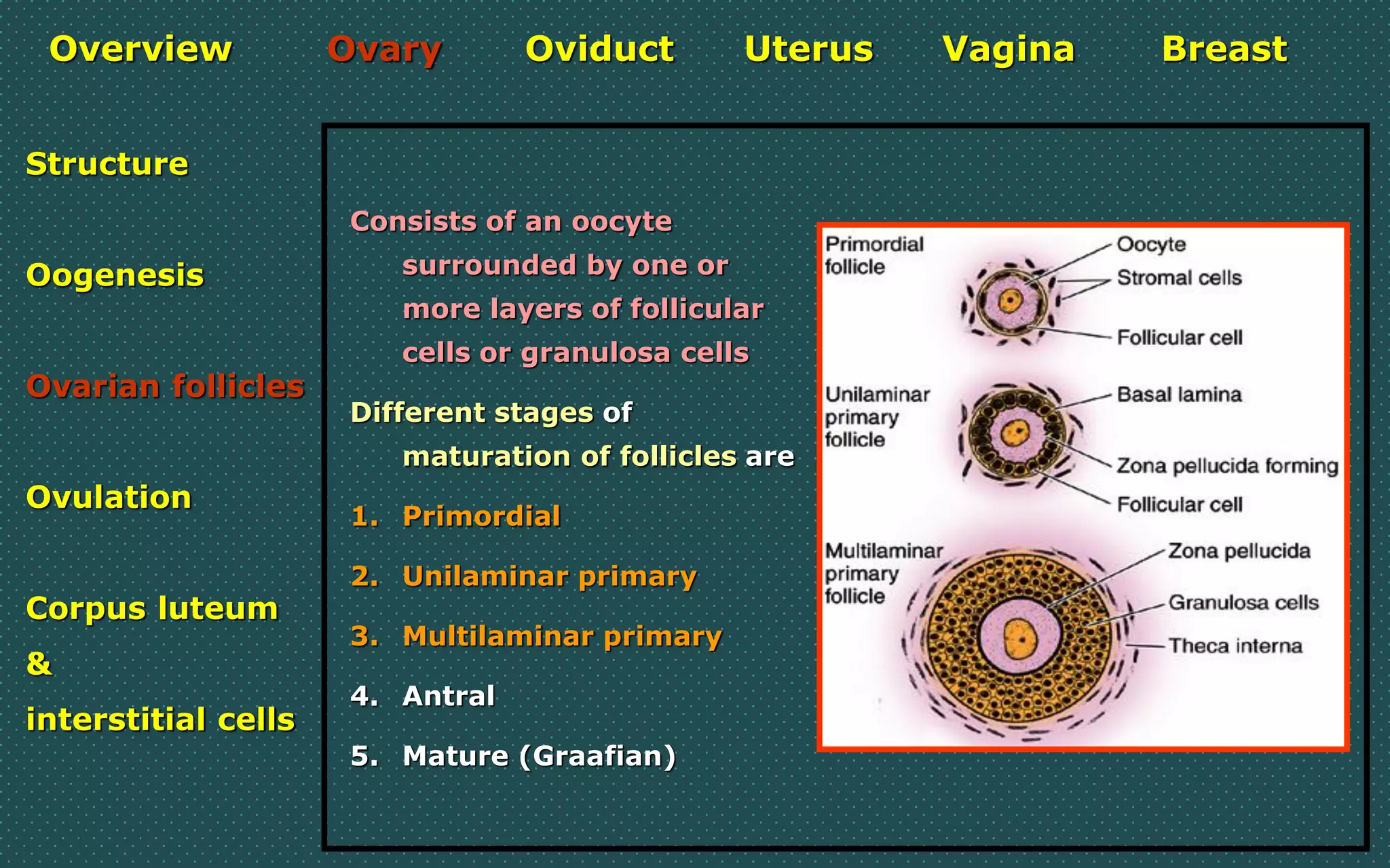 Female reproductive system | PDF