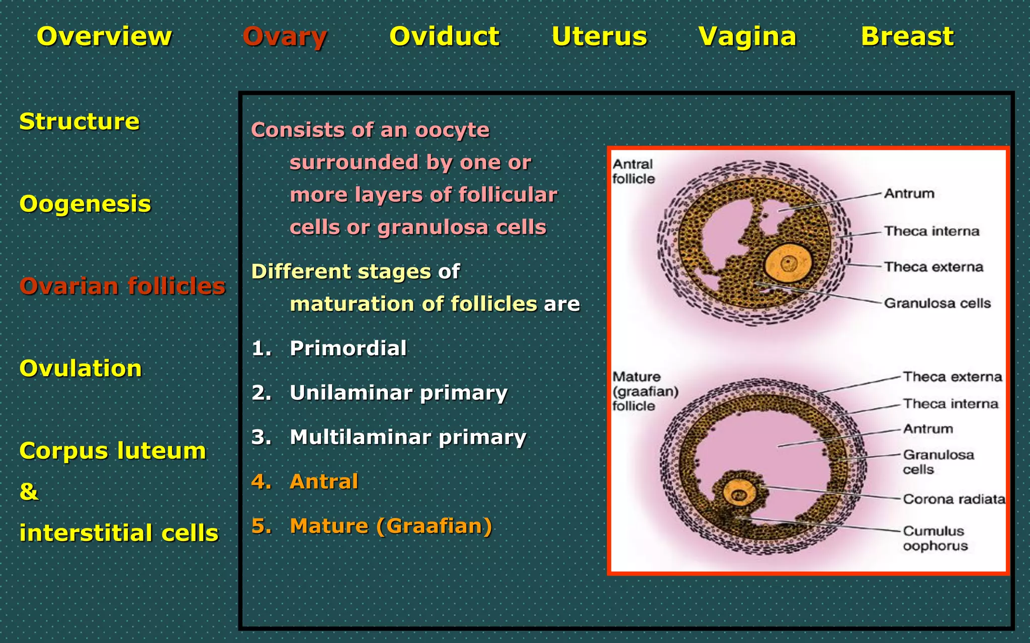 Female reproductive system | PDF