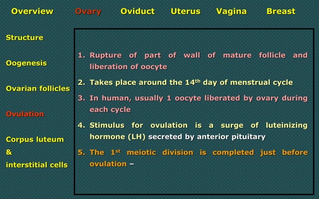 Female reproductive system | PDF