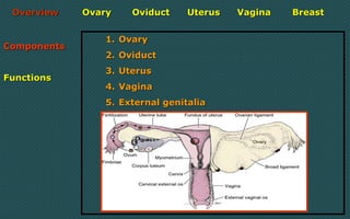 Female reproductive system | PDF