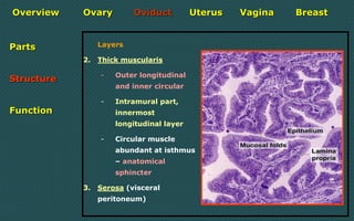 Female reproductive system | PDF