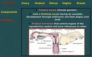 Female reproductive system | PDF