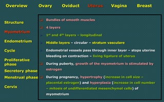 Female reproductive system | PDF