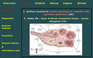 Female reproductive system | PDF