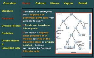 Female reproductive system | PDF