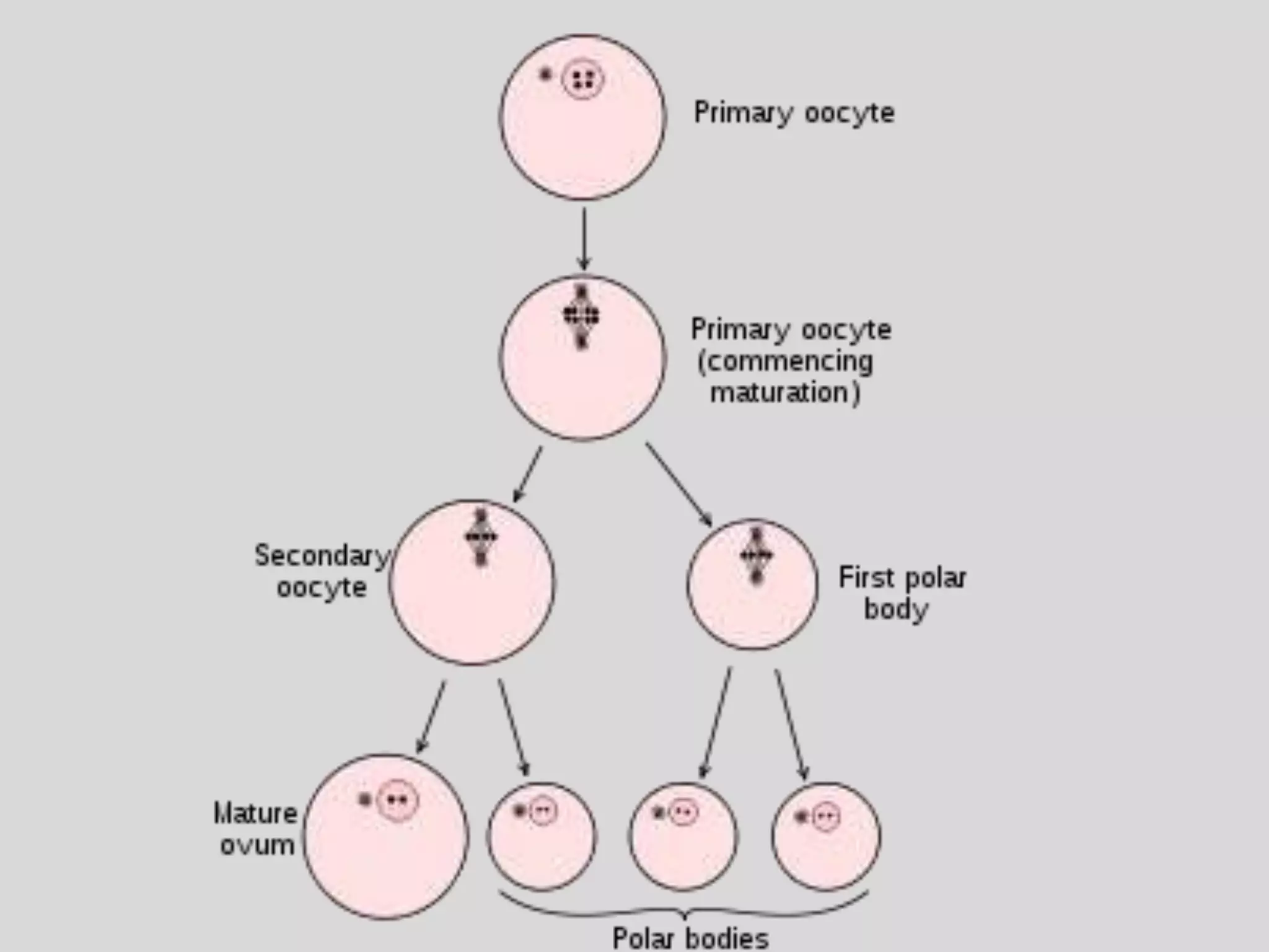 Female reproductive system (sistem reproduksi wanita) | PPTX