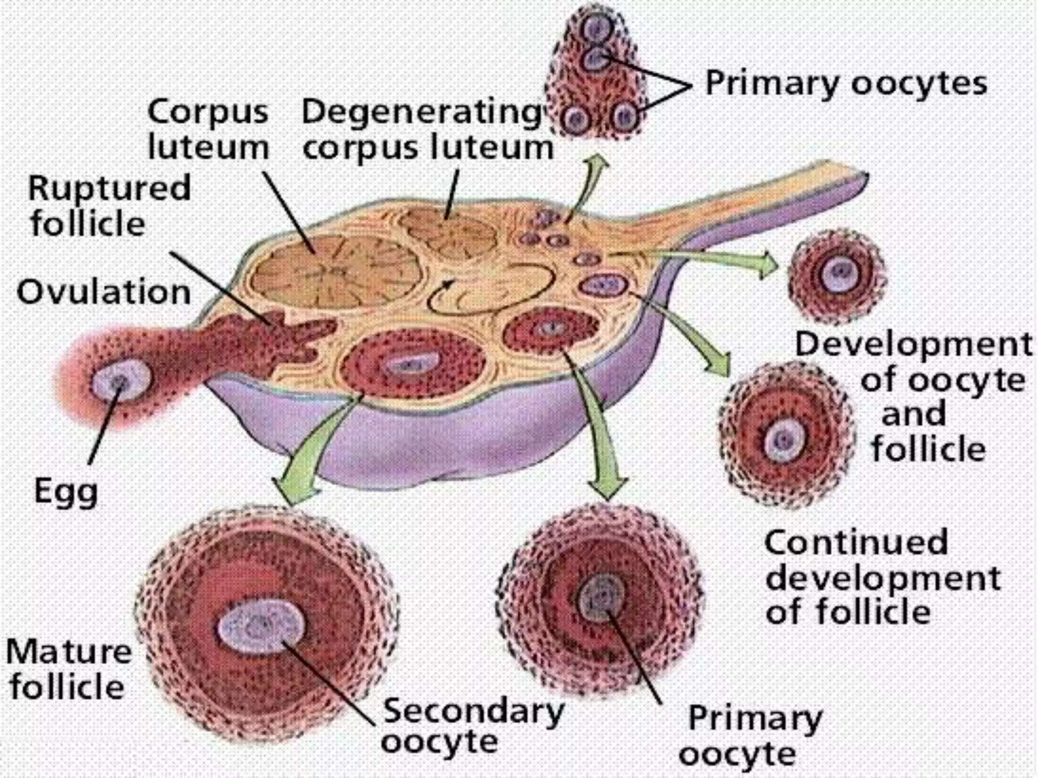 Female reproductive system (sistem reproduksi wanita) | PPTX