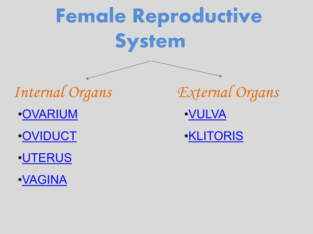 Female reproductive system (sistem reproduksi wanita) | PPT