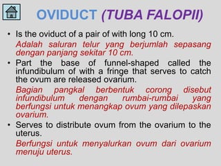 Female reproductive system (sistem reproduksi wanita) | PPT