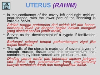 Female reproductive system (sistem reproduksi wanita) | PPTX