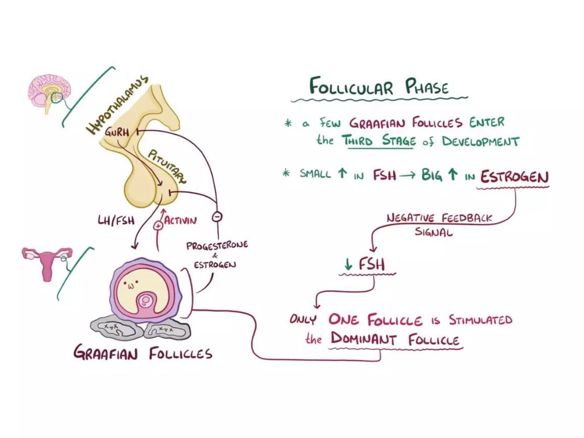Female reproductive tract | PPTX