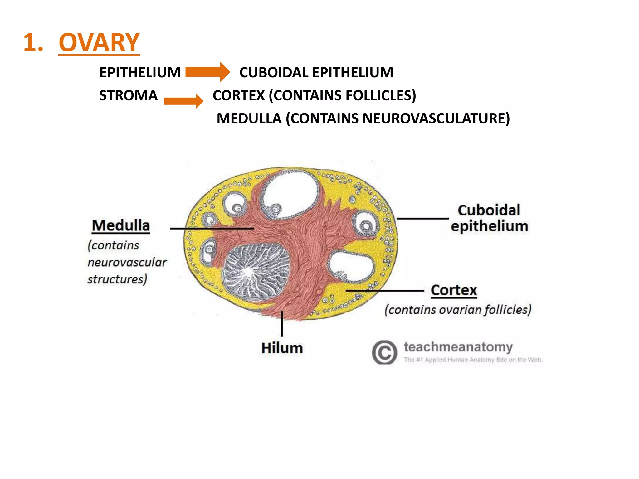 Female reproductive tract | PPTX