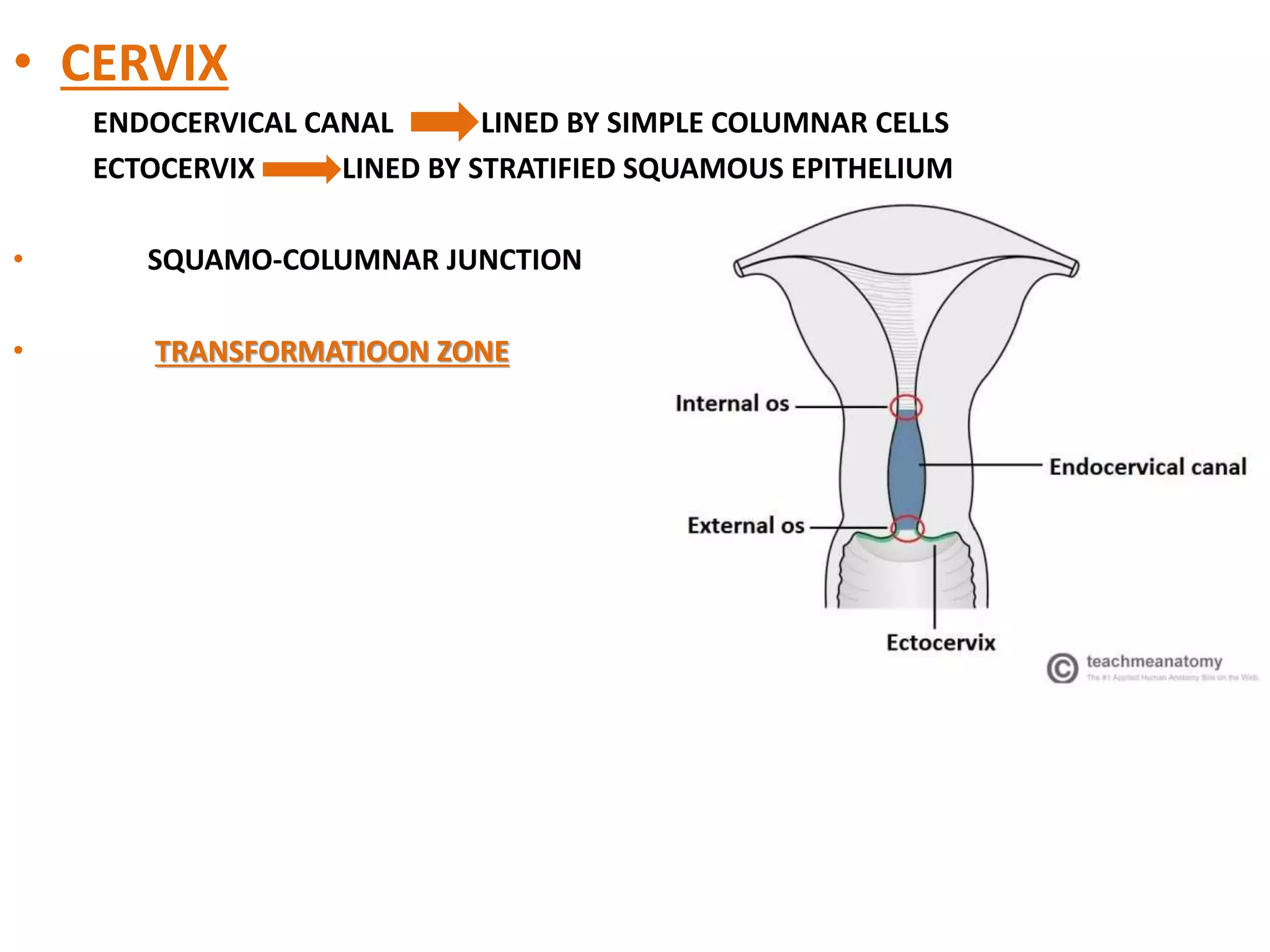 Female reproductive tract | PPTX