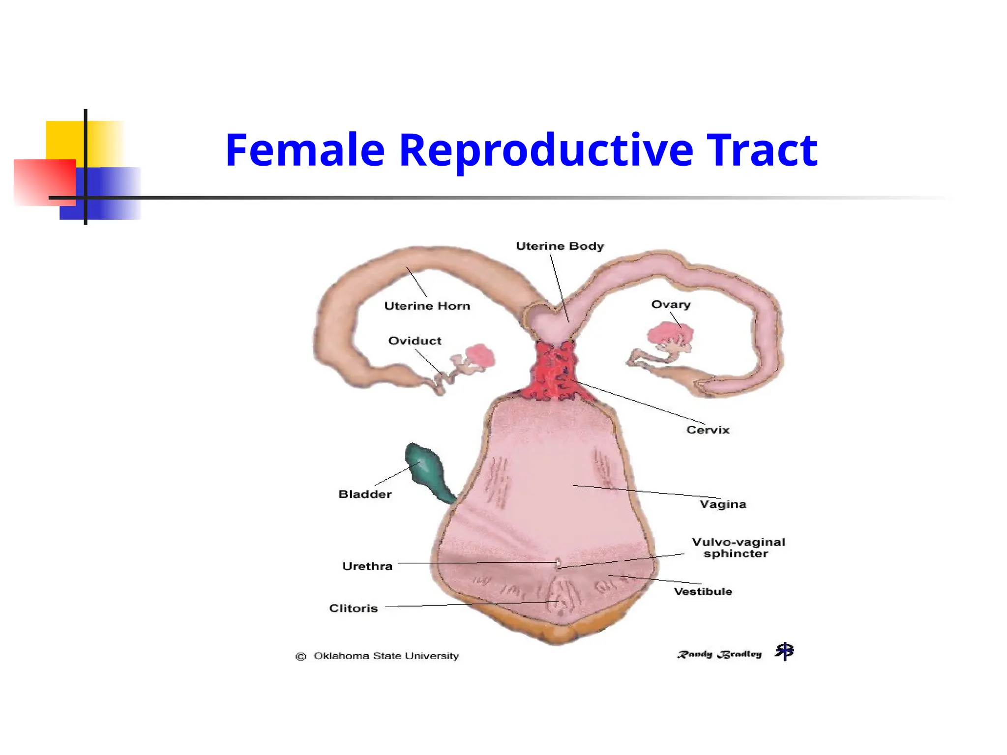 Female Reproductive tract of animals .pptx