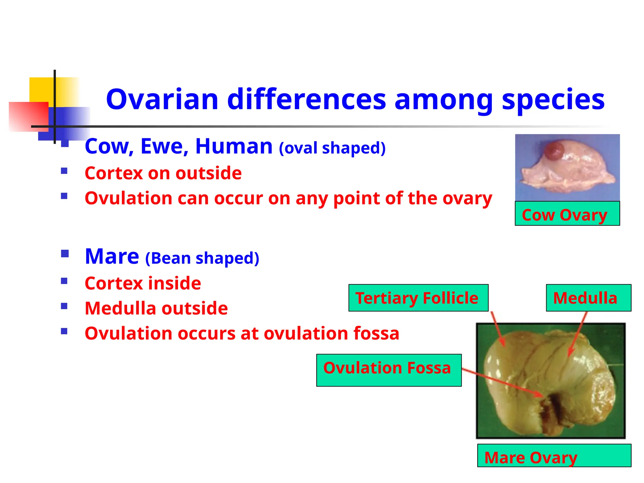 Female Reproductive tract of animals .pptx