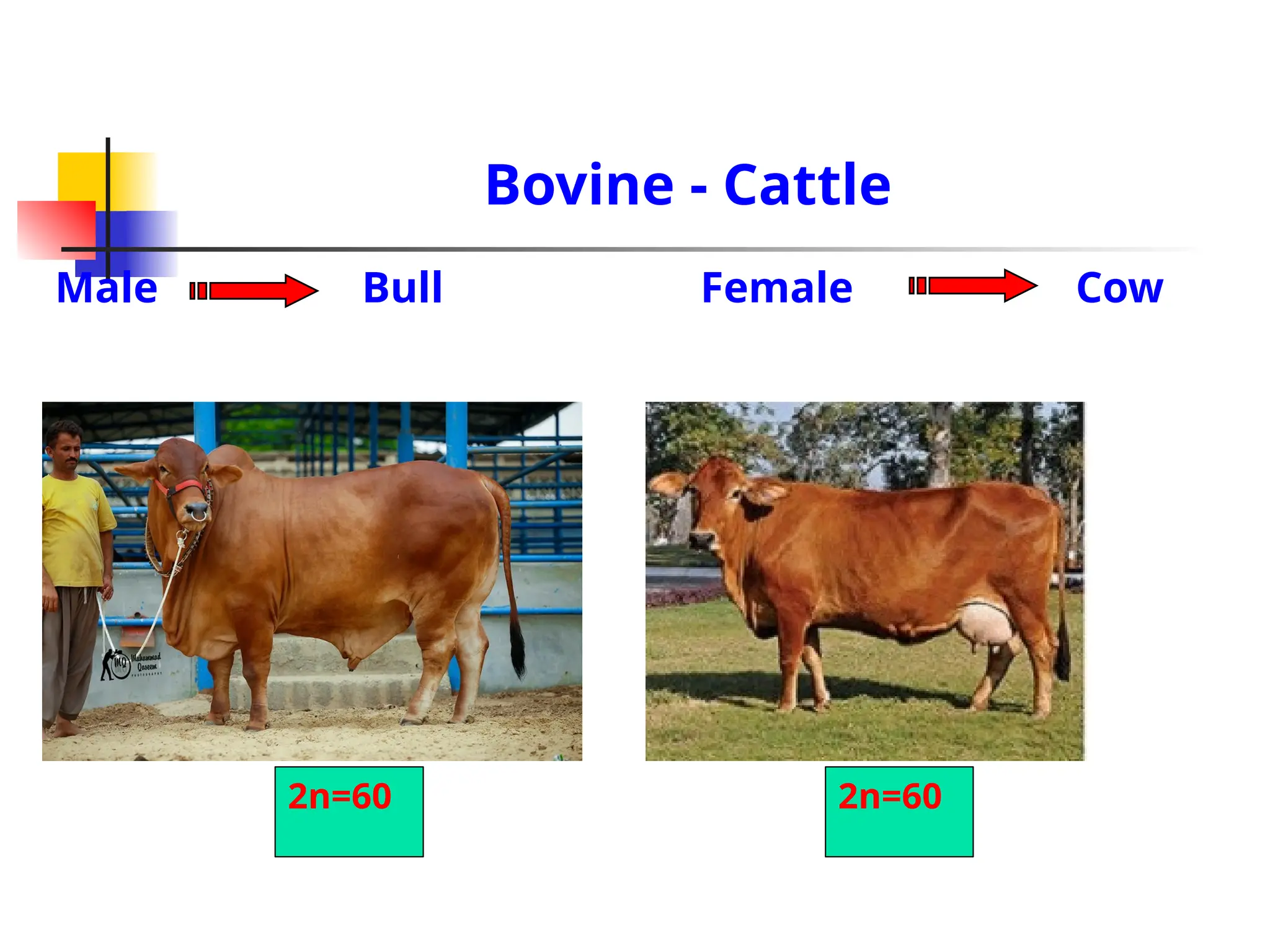 Female Reproductive tract of animals .pptx