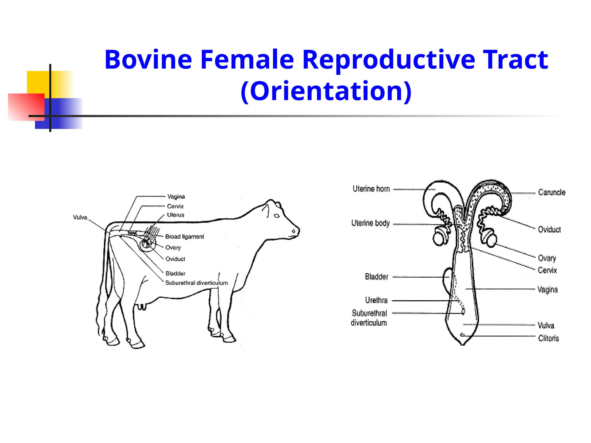 Female Reproductive tract of animals .pptx
