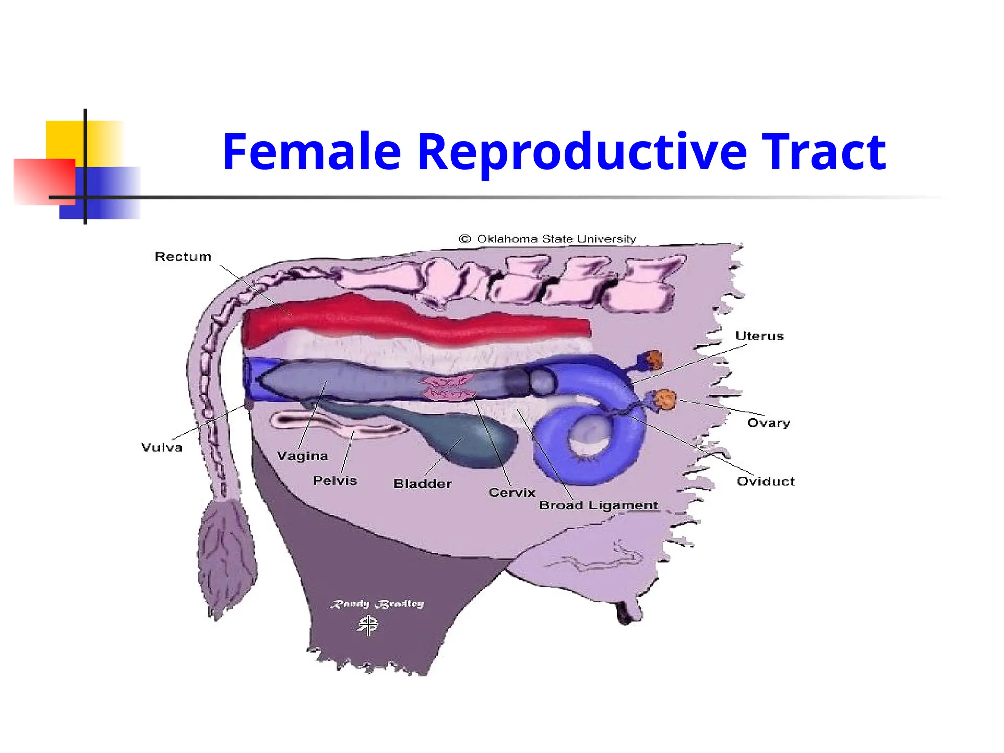 Female Reproductive tract of animals .pptx