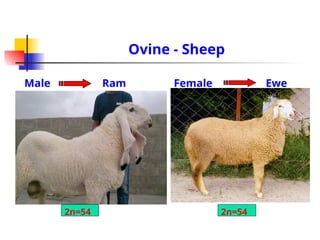 Female Reproductive tract of animals .pptx
