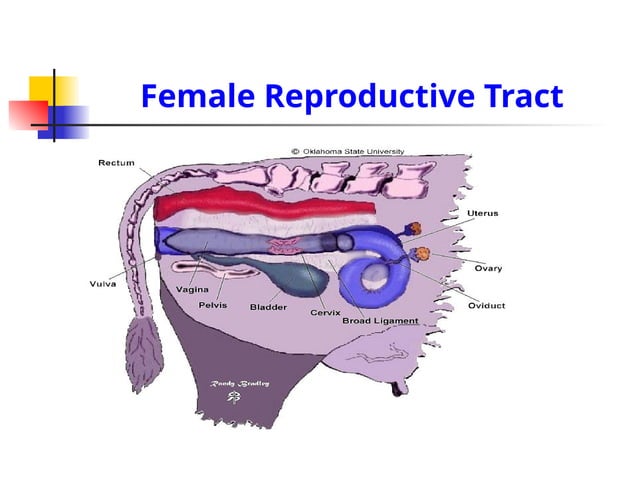 Female Reproductive tract of animals .pptx