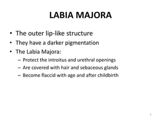 Female rprdctive | PPTX