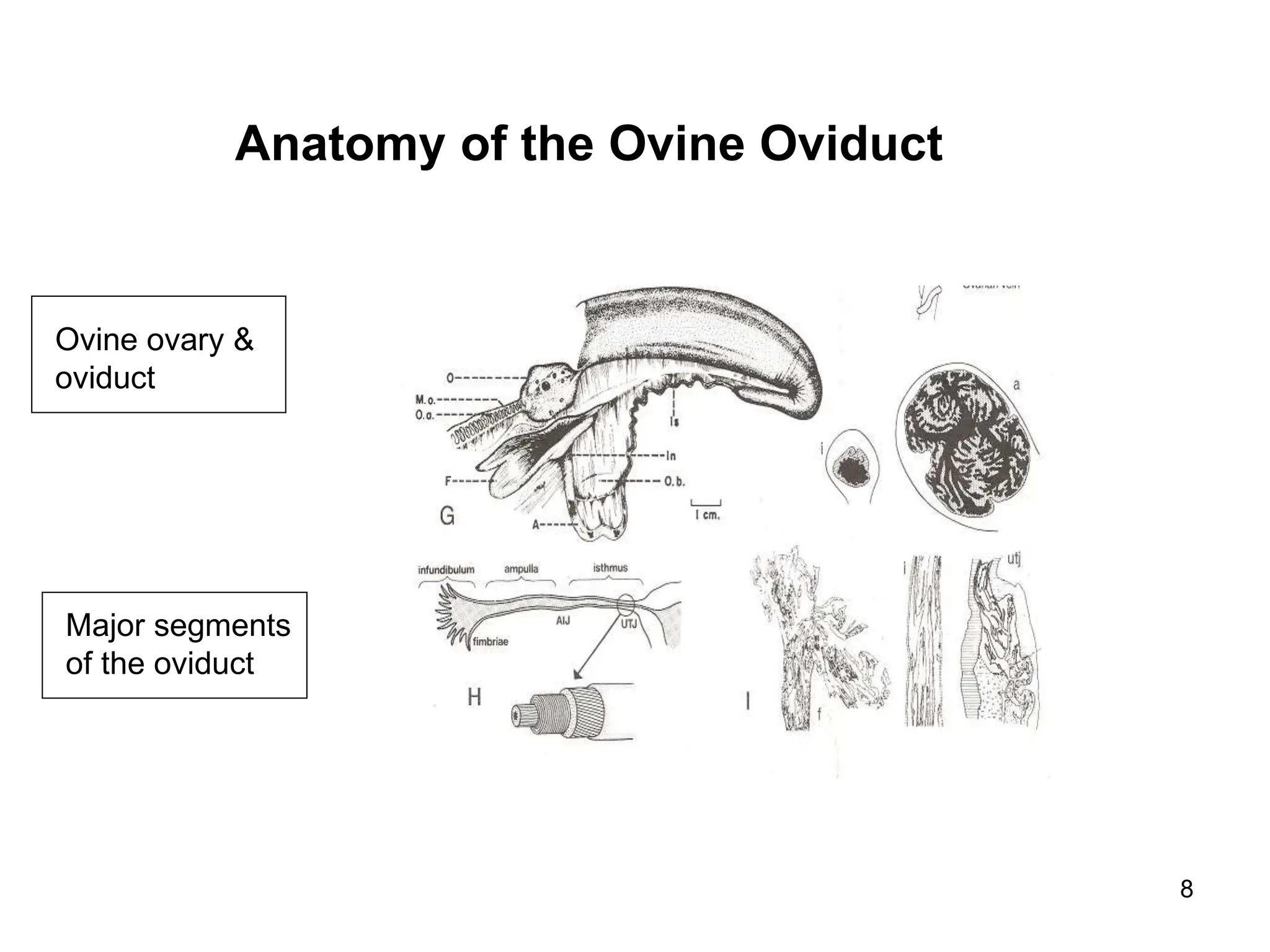 Anatomy of Female Reproductive Tract.ppt