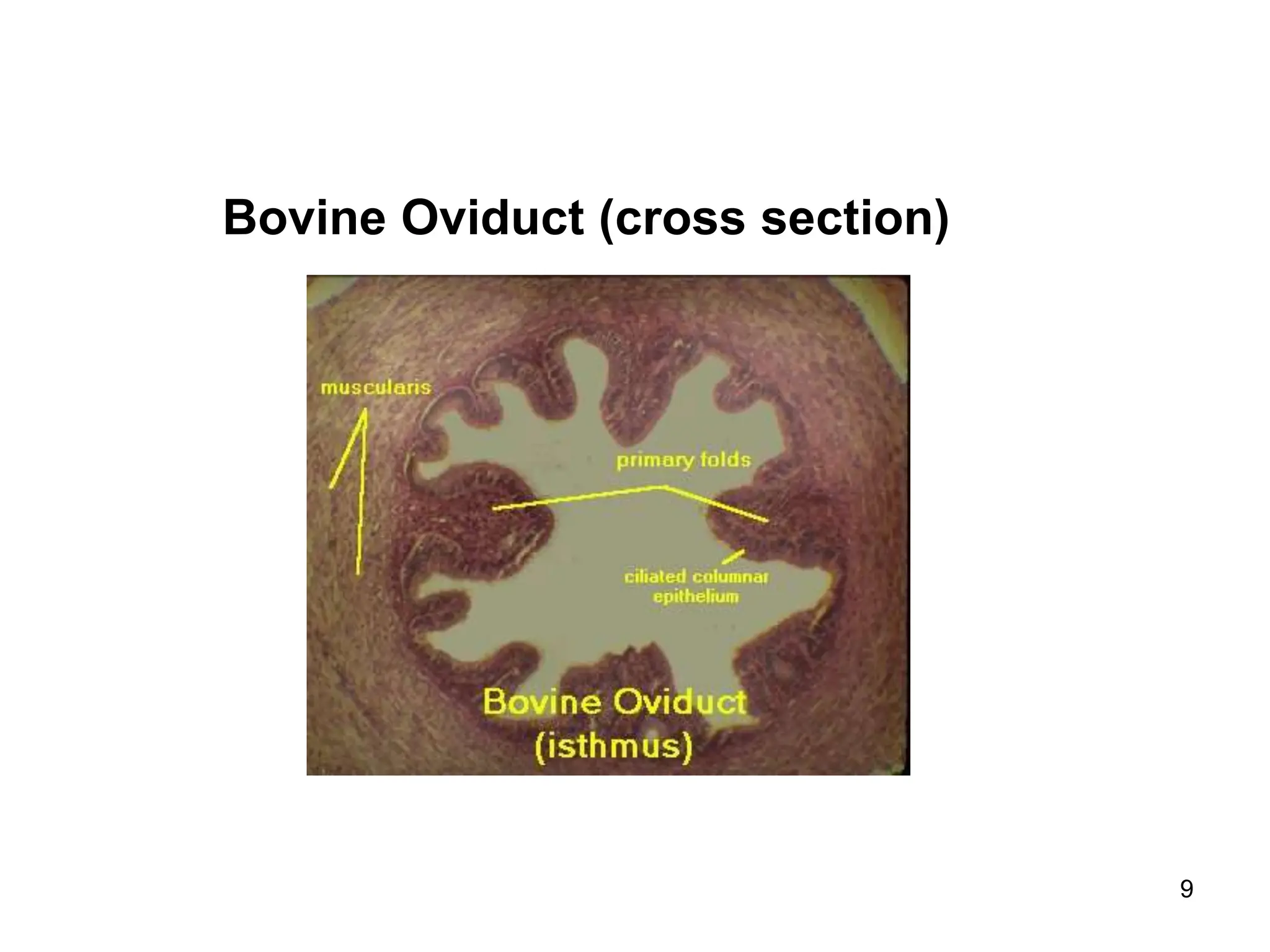 Anatomy of Female Reproductive Tract.ppt