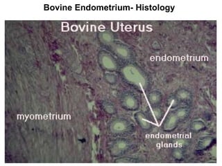 Anatomy of Female Reproductive Tract.ppt