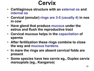 Anatomy of Female Reproductive Tract.ppt