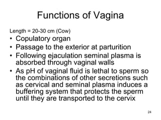 Anatomy of Female Reproductive Tract.ppt