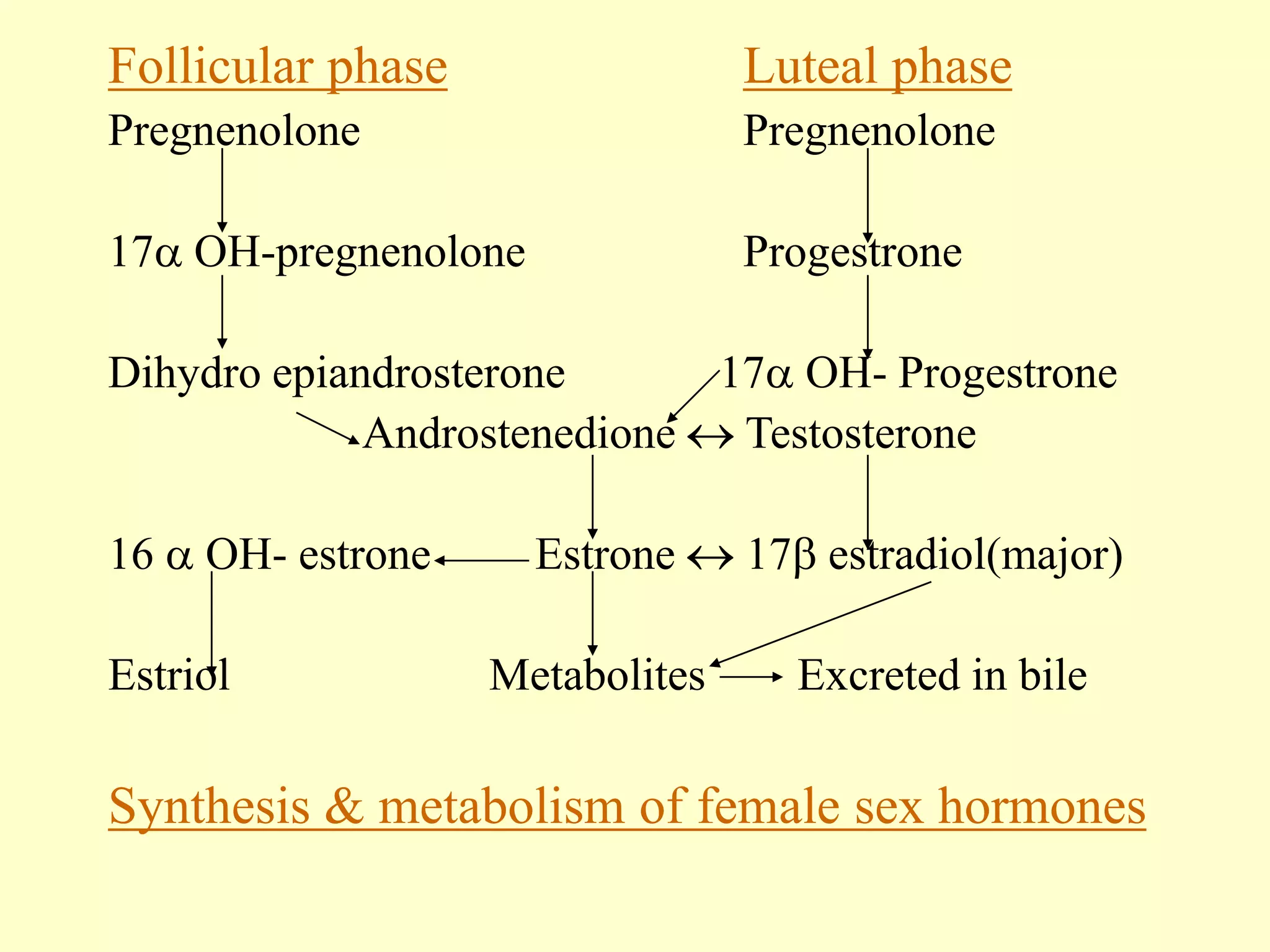 Female Sex Hormones 08ppt 0952