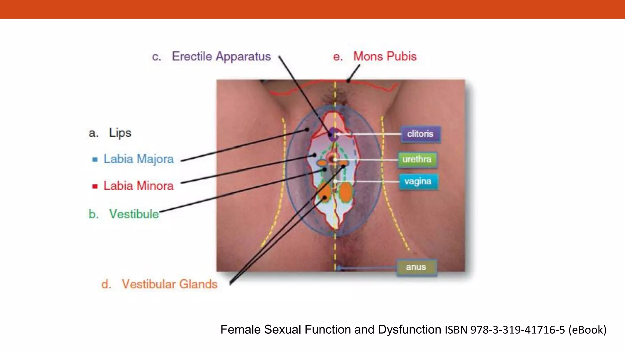 Female Sexual Function Dysfunction Ppt