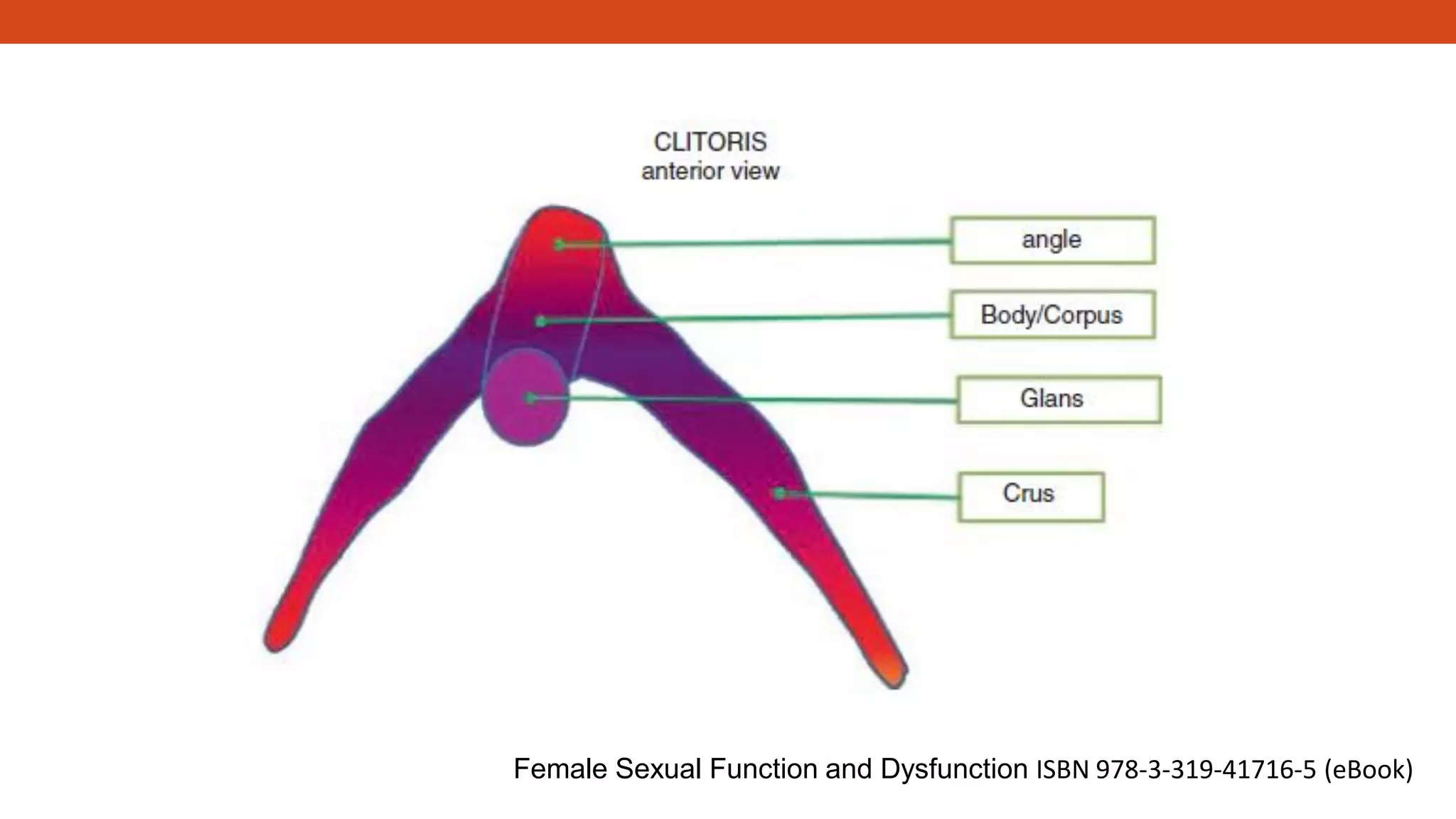 Female Sexual Function Dysfunction Ppt