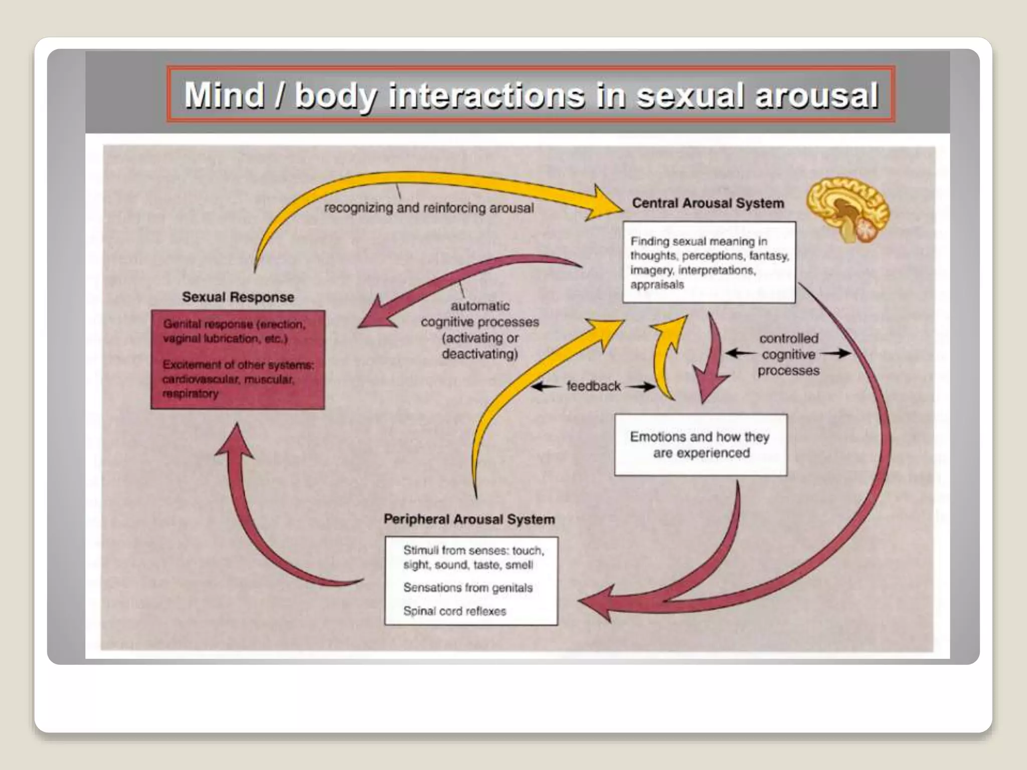 Female sexual response | PPTX
