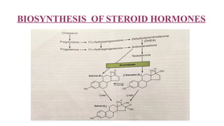 FEMALE STEROID HORMONES /biochemistry/hormones | PPTX