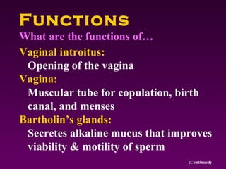 Female system gu | PPT