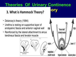 Female urinary incontinence | PPT