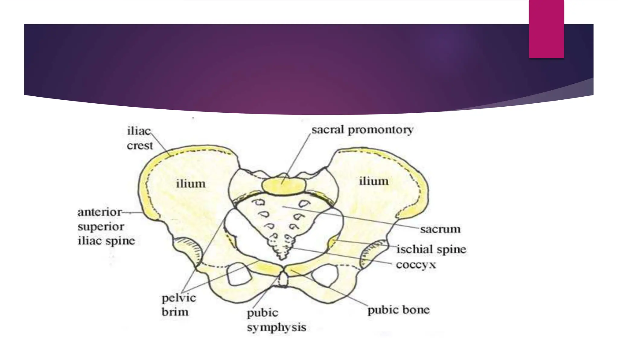 femal pelvis for bsc nursing students......pptx