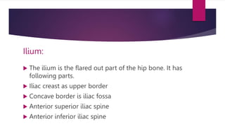 femal pelvis for bsc nursing students......pptx