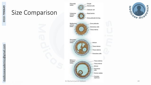 Femal Reproductive System - Ovary - Uterus - Dr Muhammad Ali Rabbani - Medicose Academics | PDF