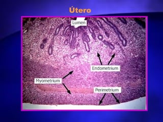 Aparato Reproductor Femenino Anatomía Microscópica II (Histología) | PPT