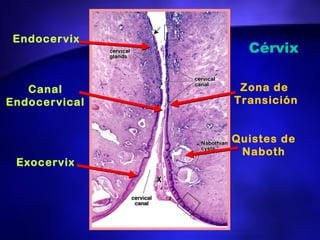 Aparato Reproductor Femenino Anatomía Microscópica II (Histología) | PPT