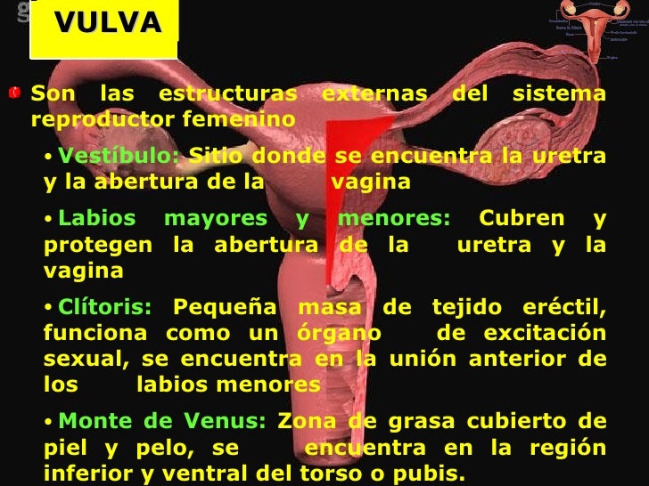 Sistema Reproductor Femenino