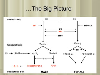 Feminizing genitoplasty in CAH patients | PPT