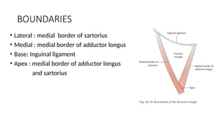 femoral hernia anatomy presentation.pptx