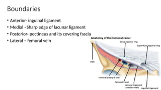 femoral hernia anatomy presentation.pptx