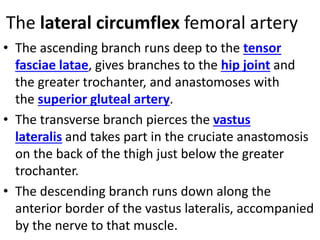 femoralartery-180430021308.pdf