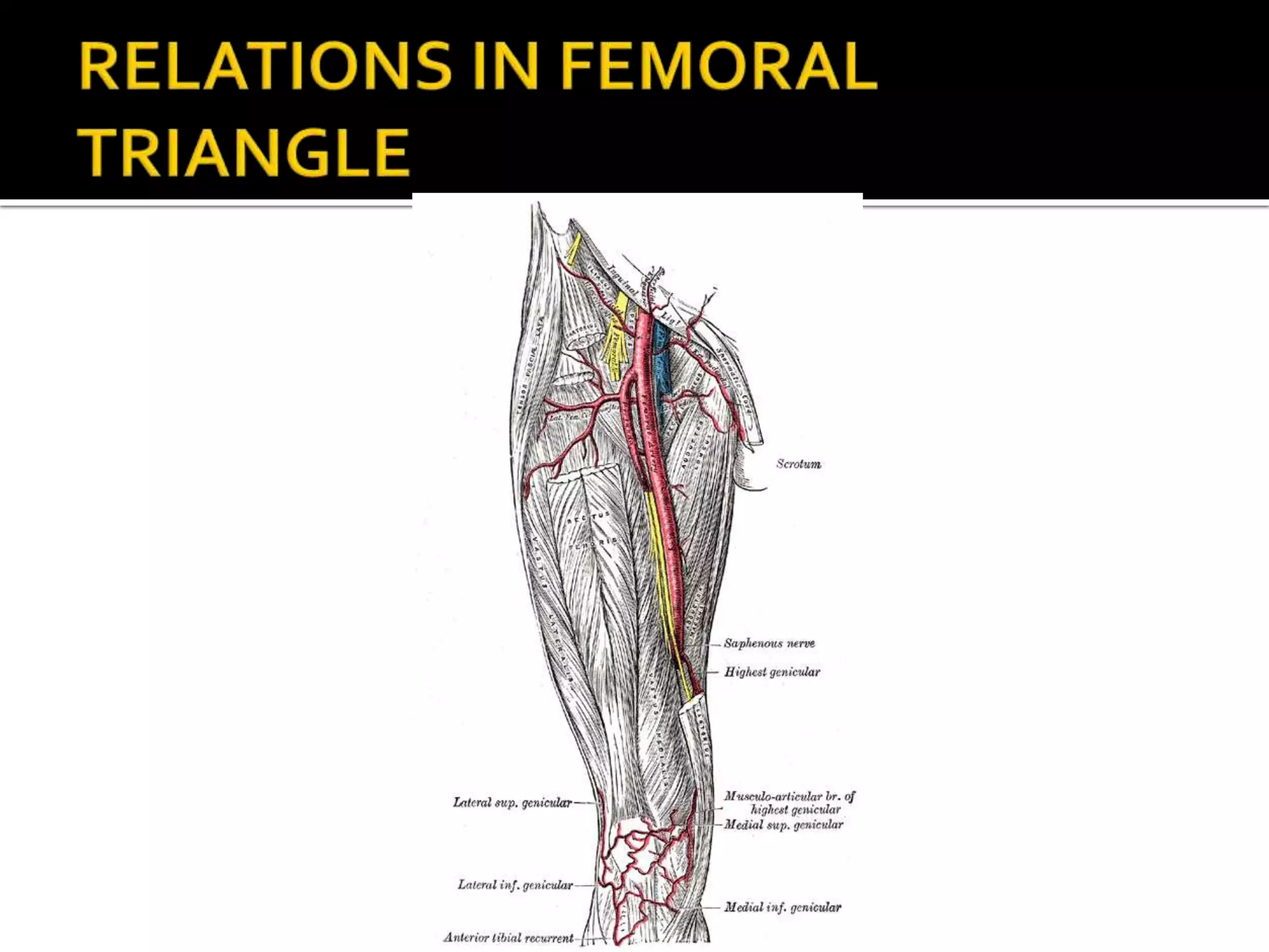 Femoral Vessels & Femoral Nerve | PPTX