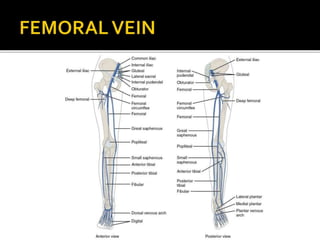 Femoral Vessels & Femoral Nerve | PPTX